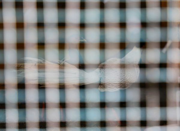 ŠIAULIAI - Paukščių gripas jau gali tykoti ir už Jūsų naminių paukščių ...