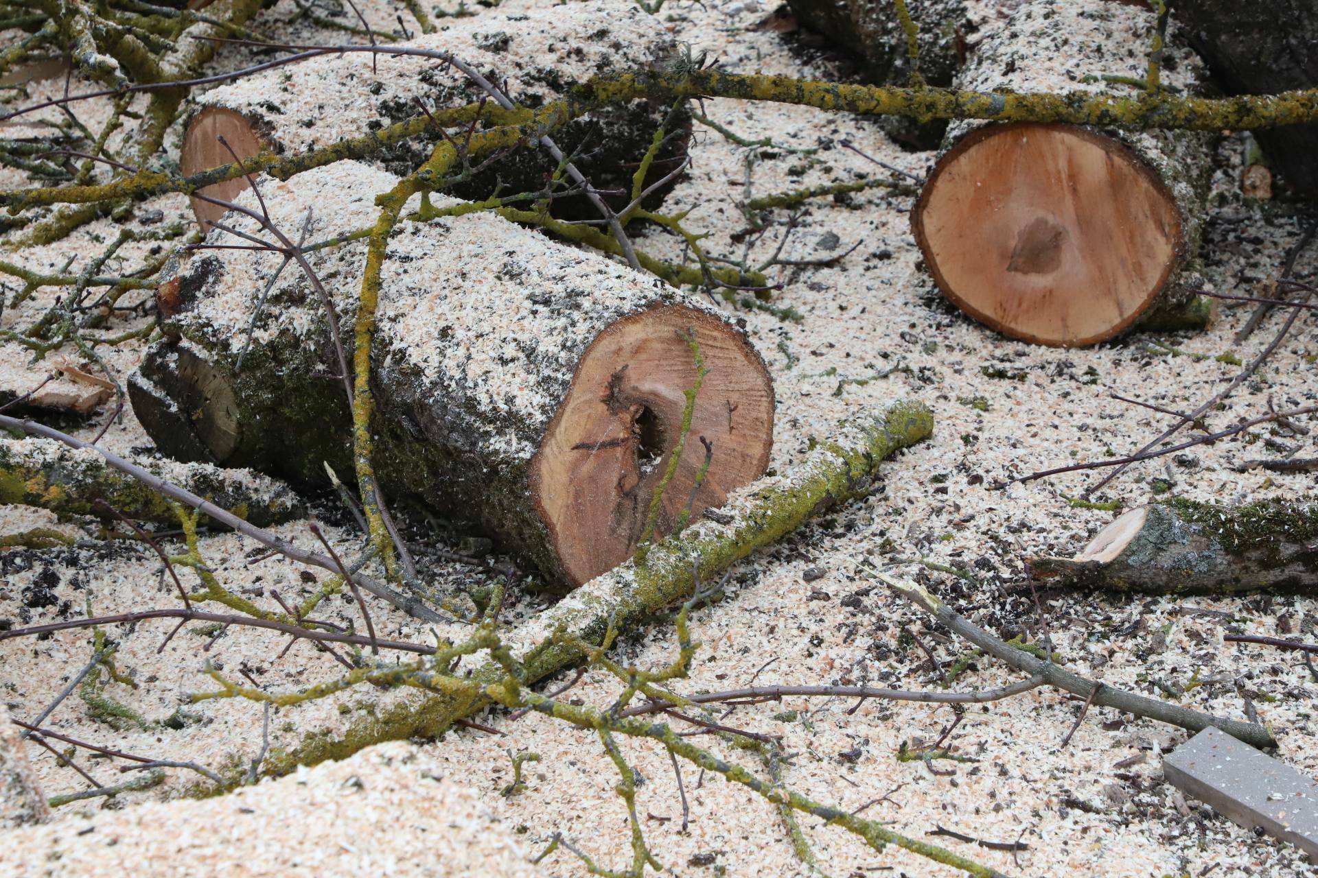 ŠIAULIAI - Šalinami neišgyvenę medžiai Prisikėlimo aikštėje