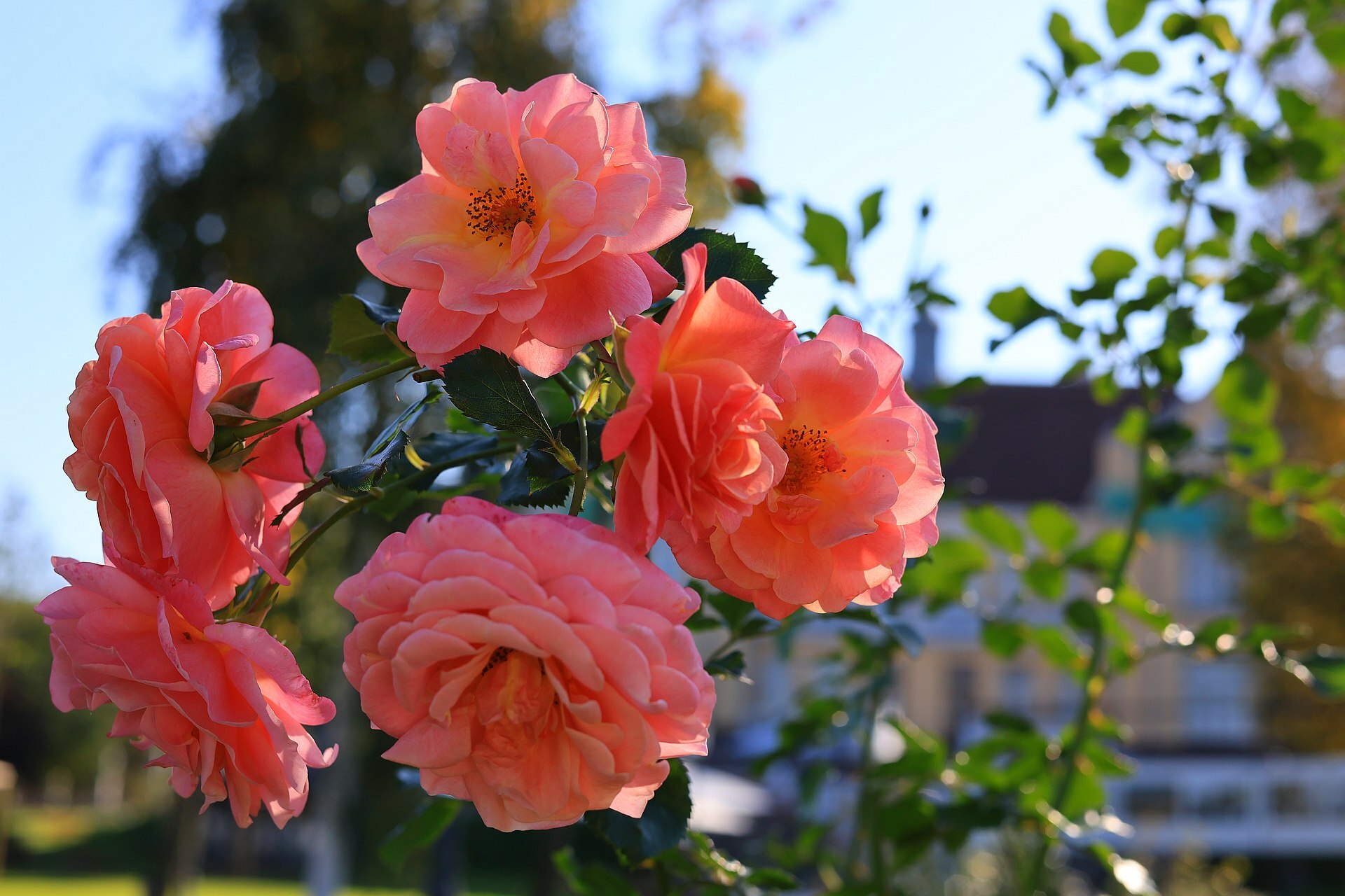 ŠIAULIAI - Didžiausias Lietuvos rožynas pasipildė Šiaulių miesto garbės ...